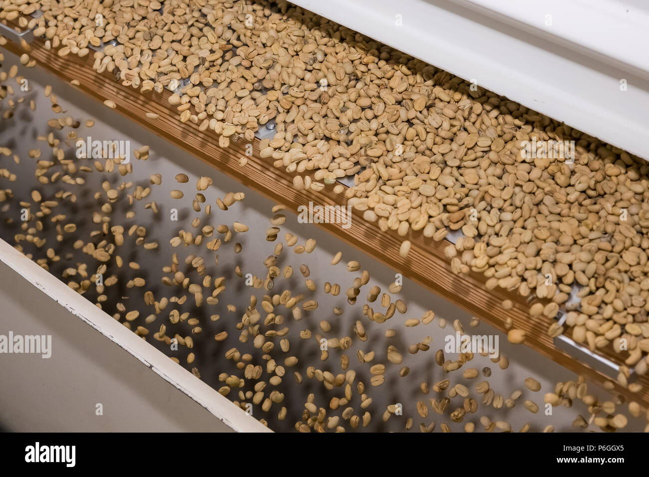 Mechanised Coffee bean processing, Raw Coffee Bean sorting and ...