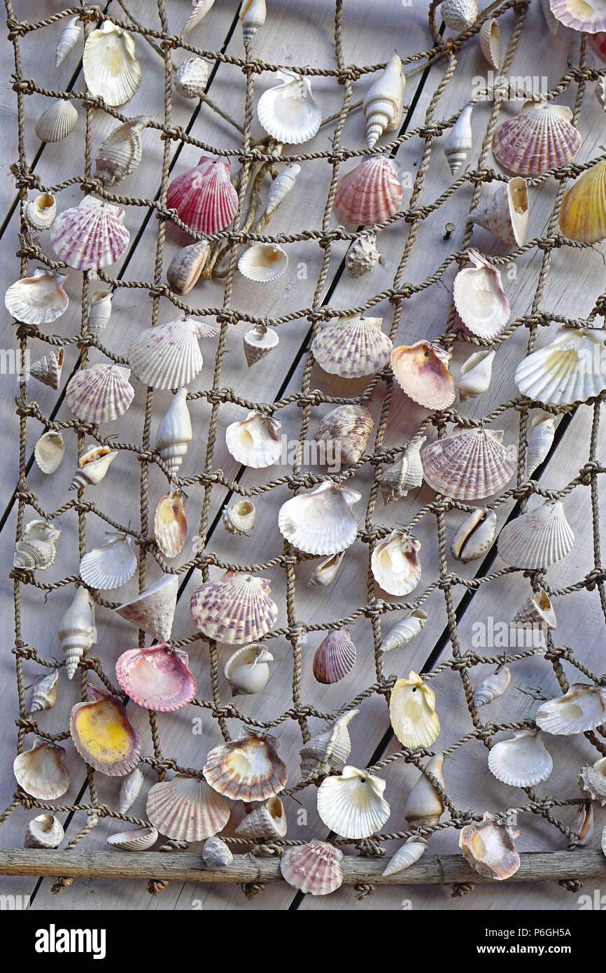 Mixed sea shells in fishing net at wall Stock Photo - Alamy