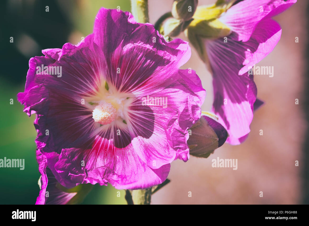 Close-up of Wild mallow (Malva sylvestris) flowers Stock Photo - Alamy