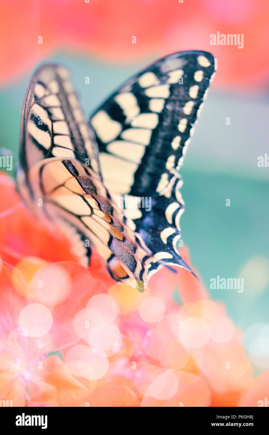 Multi color butterfly hi-res stock photography and images - Alamy