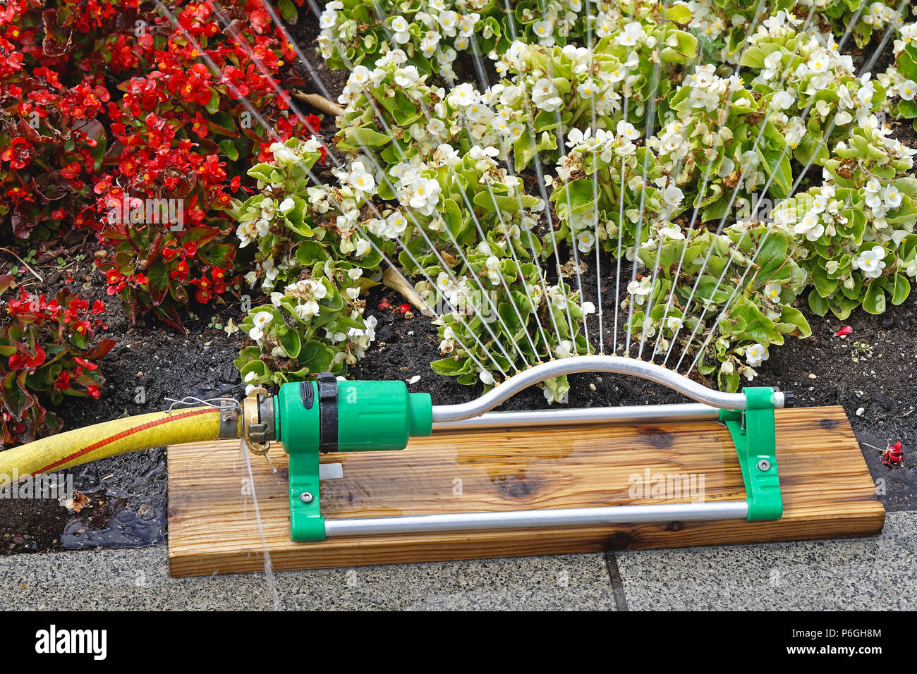 Garden sprinkler spraying water at plants and flowers Stock Photo - Alamy