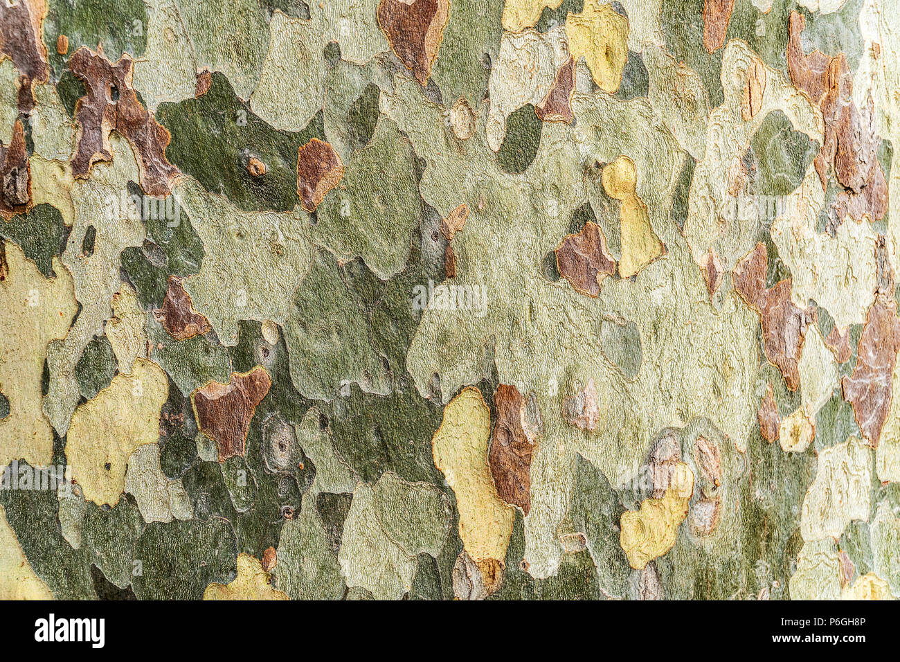 Platanus trees. Scaly and shaped patches on the trunk Stock Photo - Alamy