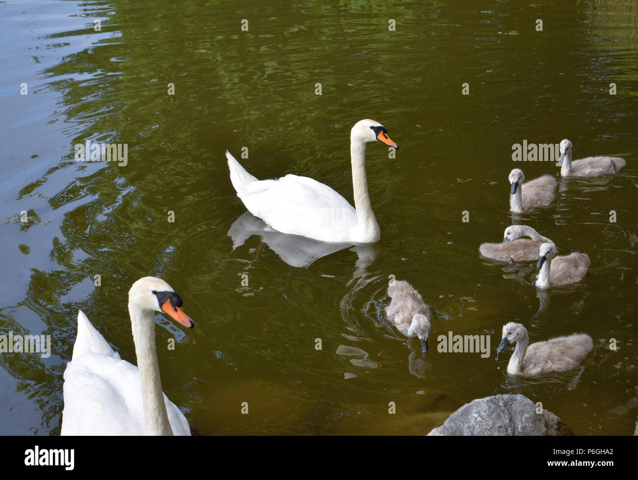 Male cob female pen adult hi-res stock photography and images - Alamy