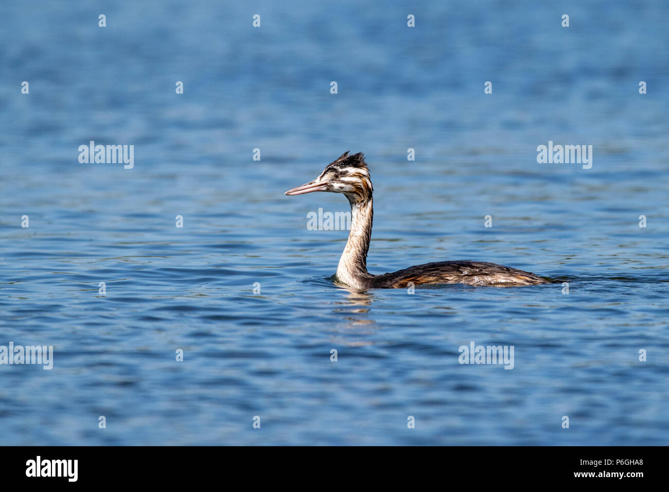 Juvenile Great Crested Grebe (Podiceps cristatus) duckling Stock Photo ...