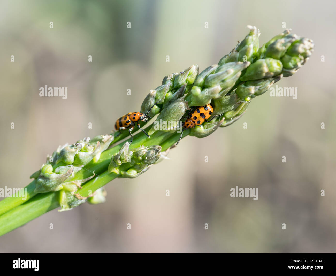 Spotted asparagus beetle on the asparagus sprout top. The main pest of ...