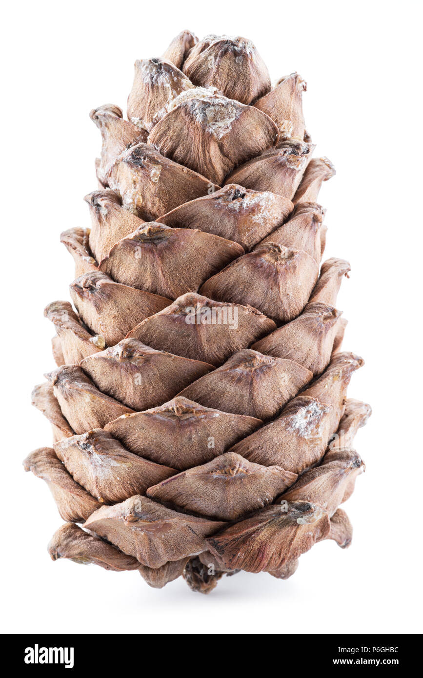 Pine nut cone hi-res stock photography and images - Alamy