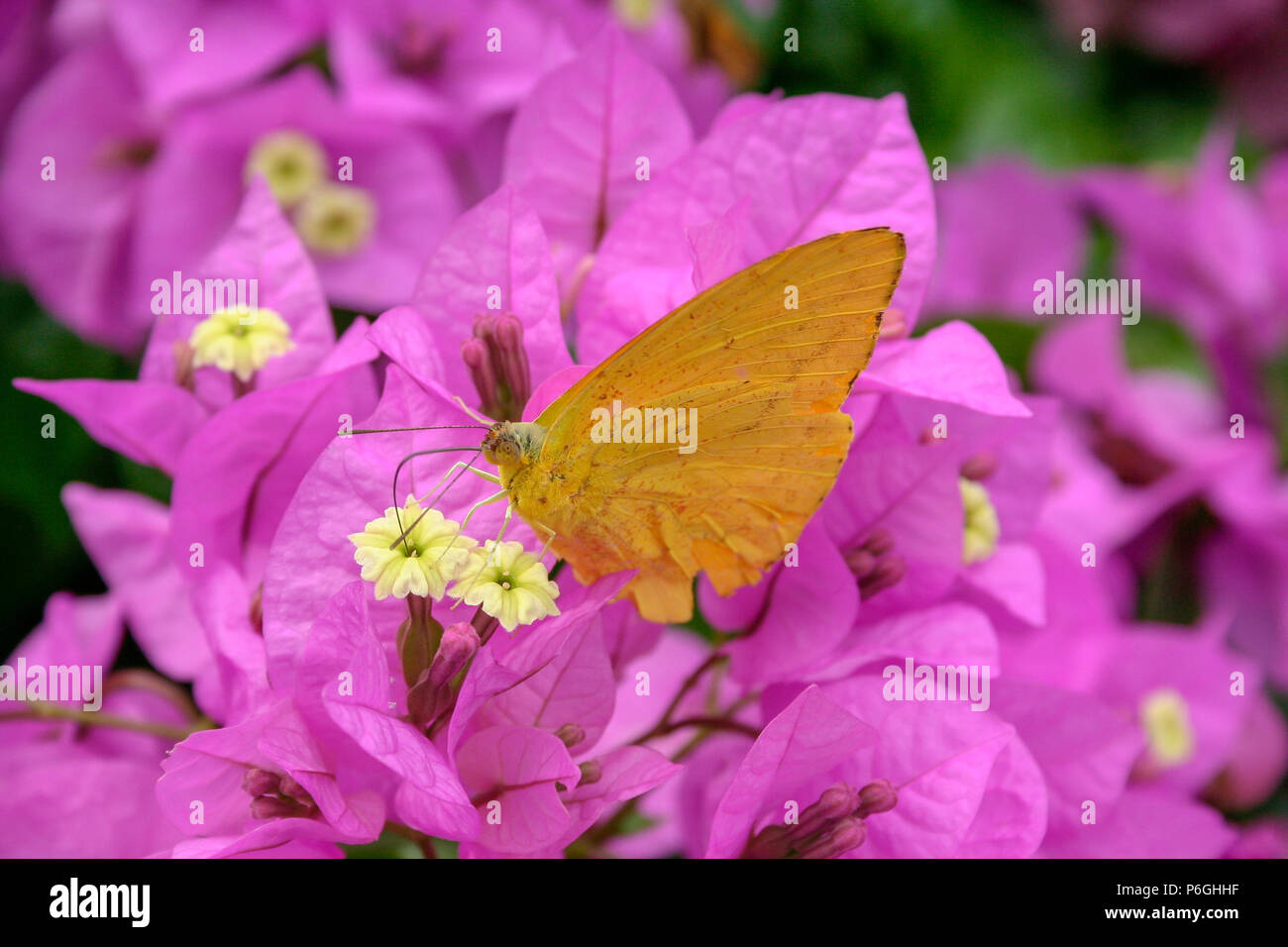Apricot sulphur or Argante giant sulphur (Phoebis argante) butterfly ...