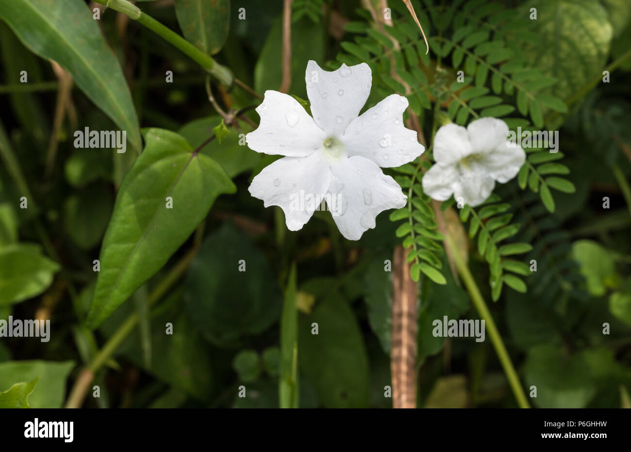 Pikake hi-res stock photography and images - Alamy