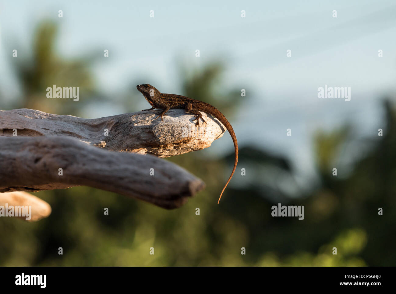 Lizard in habitat usa hi-res stock photography and images - Alamy