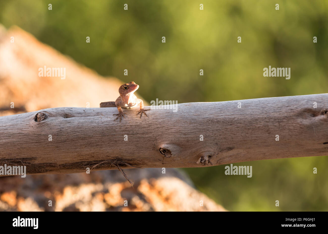 Maui habitat hi-res stock photography and images - Alamy