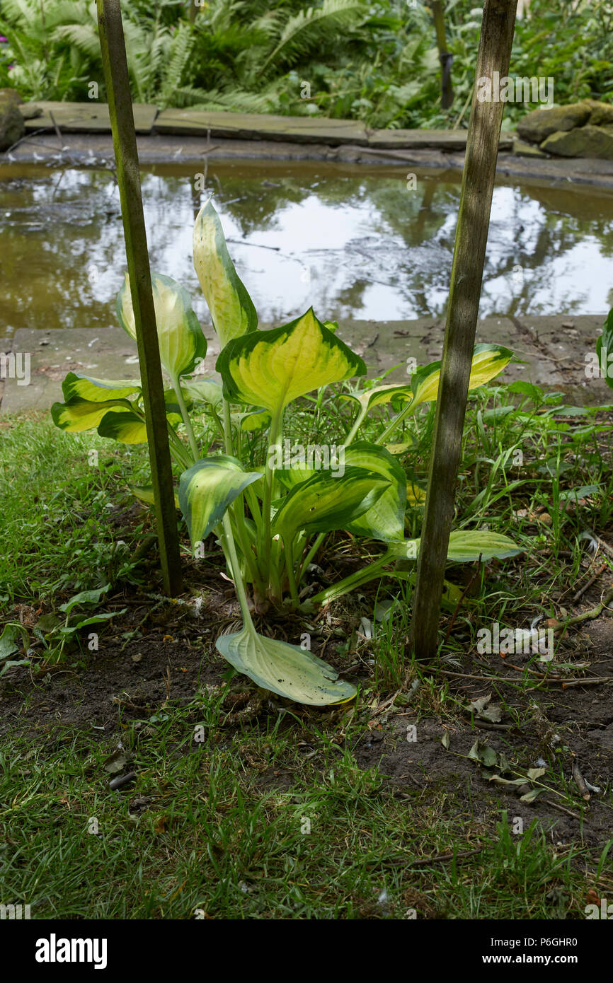 Severe wind damage to Hosta leaves after storm blows through Nidderdale ...