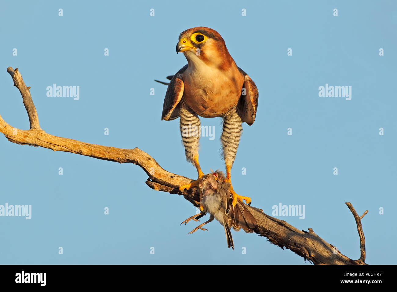 A red-necked falcon (Falco chiquera) with bird prey, South Africa Stock ...