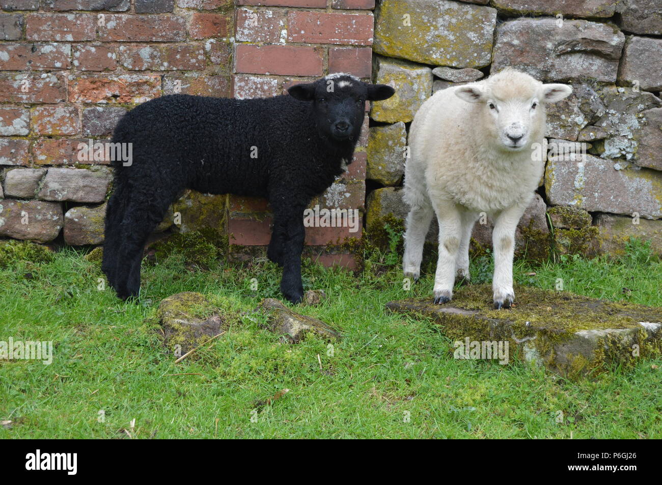 Two Lambs posing for the Camera Stock Photo - Alamy