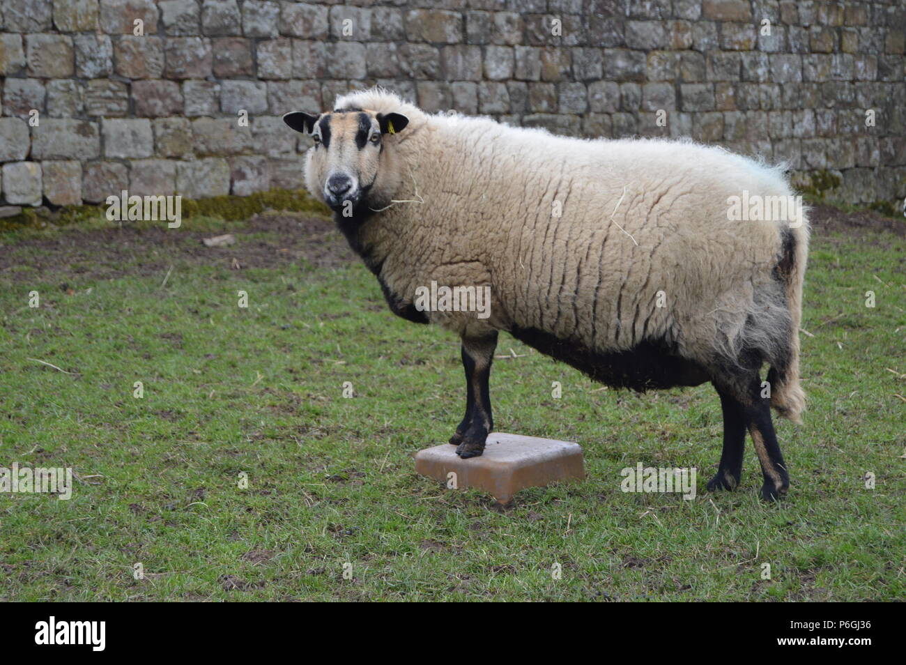 Badger Face Welsh Mountain Sheep Ewe Stock Photo - Alamy