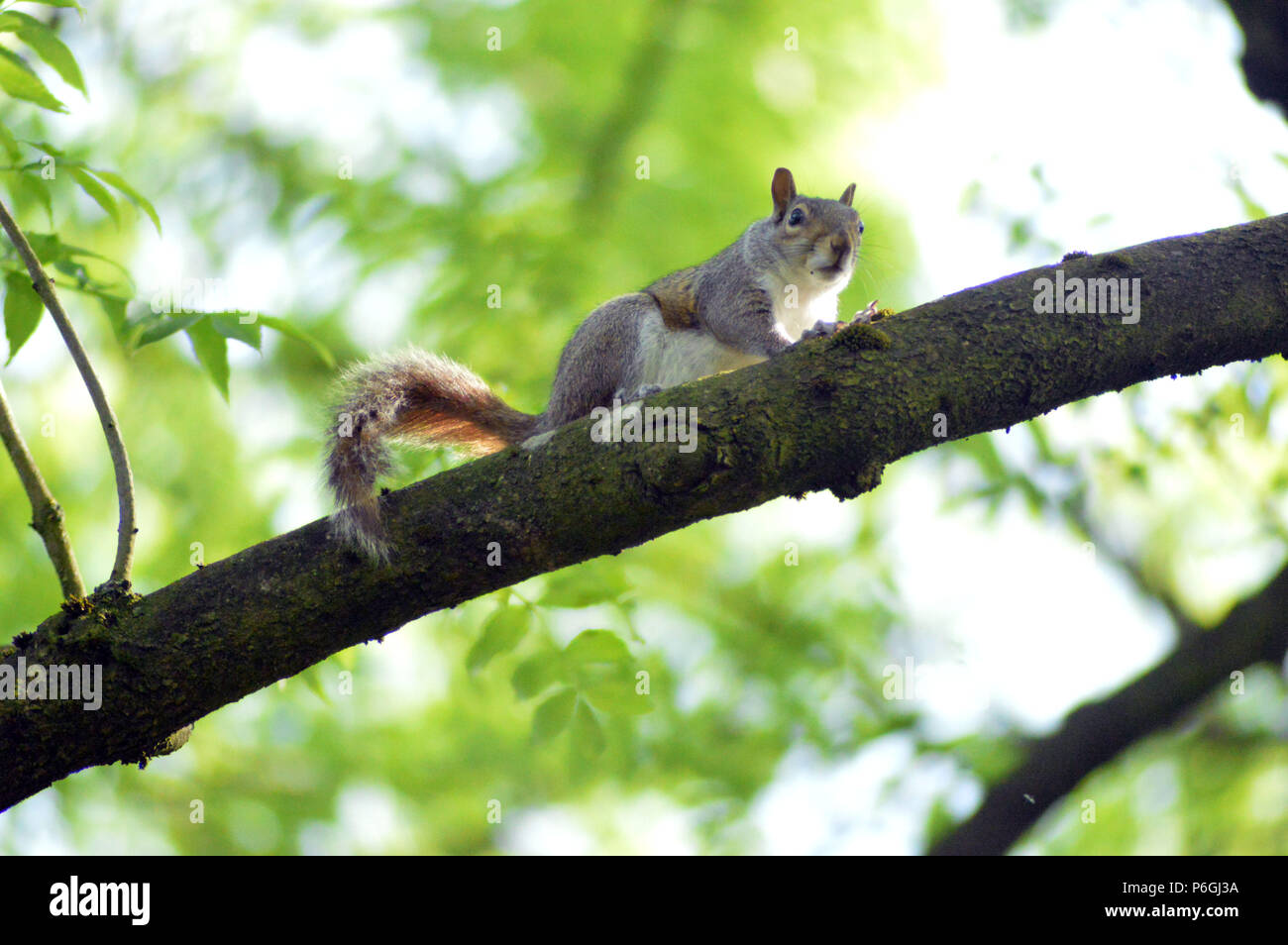 Grey squirrel tree hi-res stock photography and images - Alamy