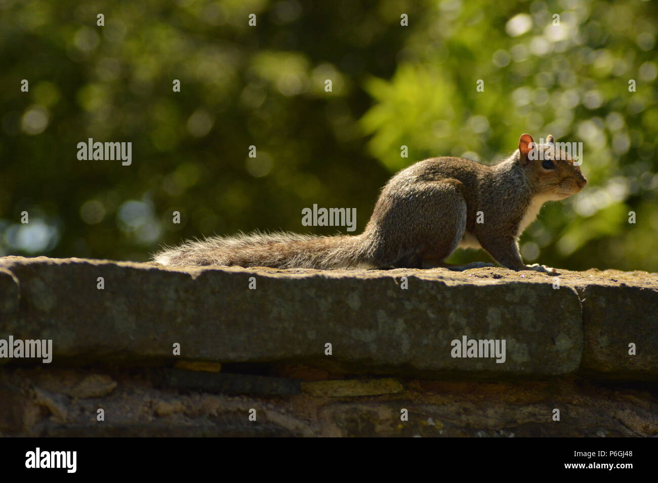 Grey Squirrel on a wall Stock Photo - Alamy