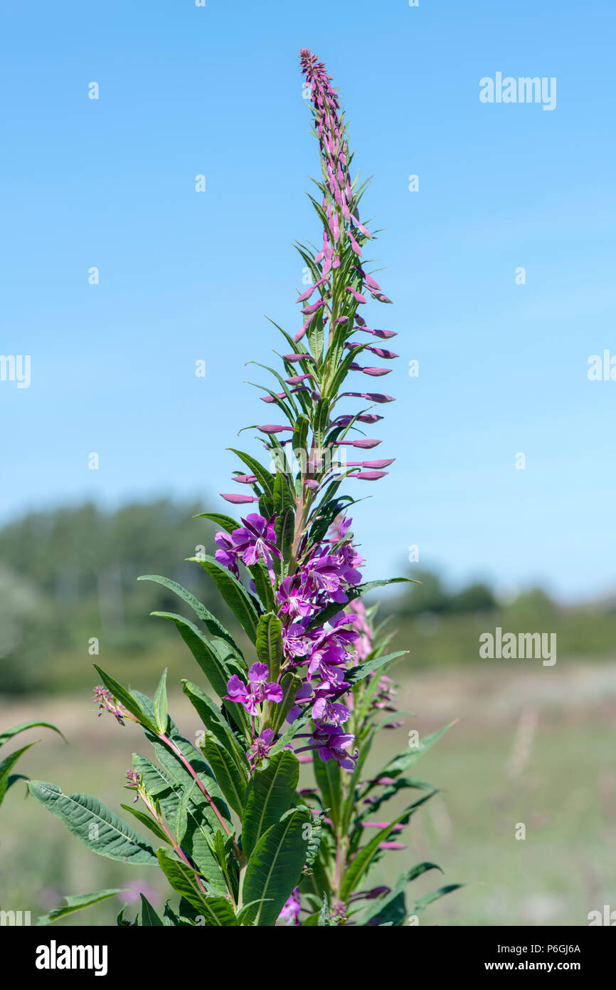 Rose bay willowherb hi-res stock photography and images - Alamy