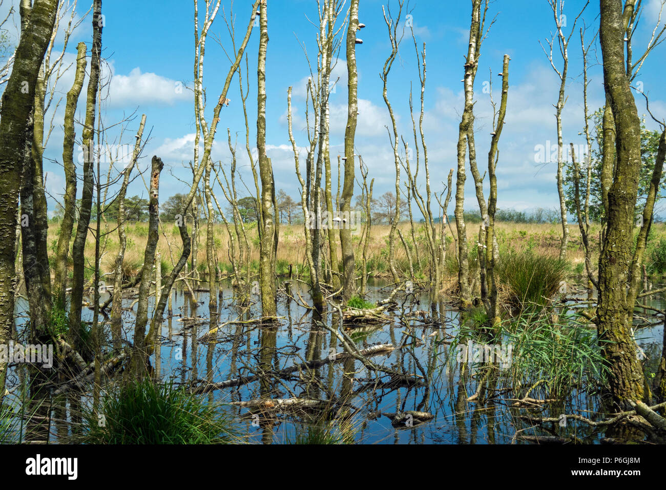 Raised moss hi-res stock photography and images - Alamy