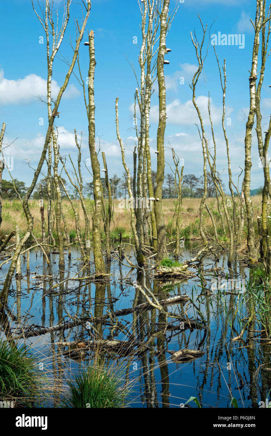 View across Foulshaw Moss, Cumbria, England Stock Photo - Alamy