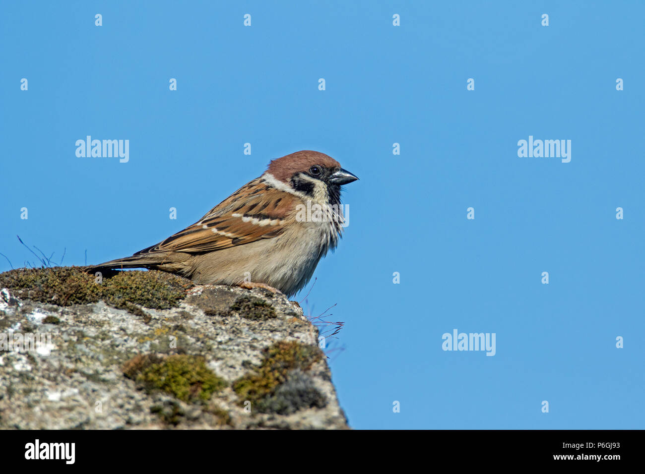 Tree Sparrow Passer Montanus High Resolution Stock Photography and ...