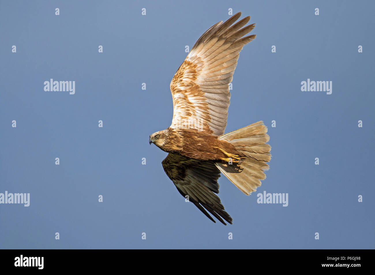 Female Marsh Harrier (Circus aeruginosus) in flight, Cambridgeshire ...