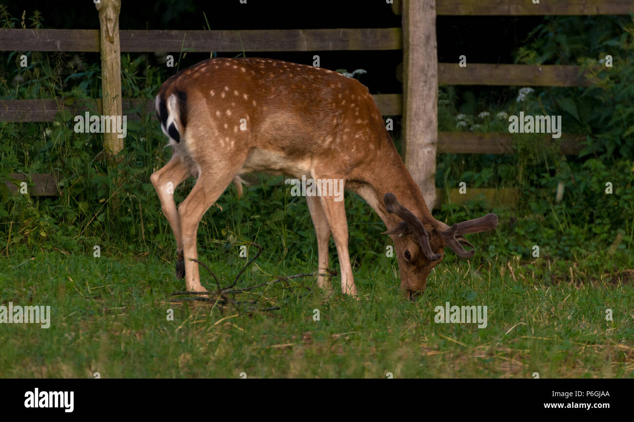 Stag and fawn hi-res stock photography and images - Alamy