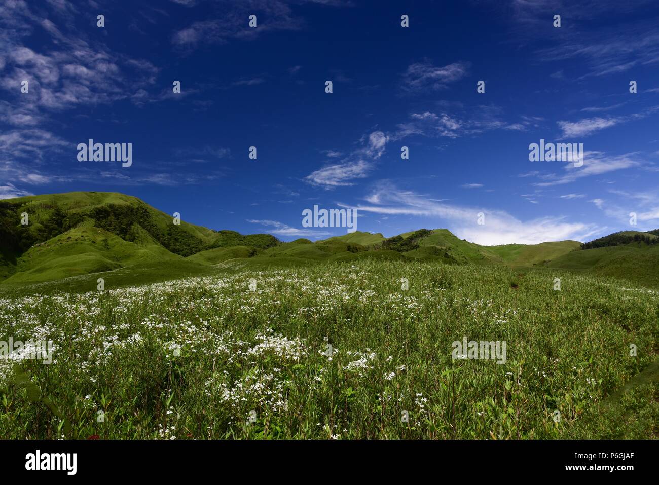 Dzukou Valley, Nagaland, Northeast India. The Dzükou Valley is located ...