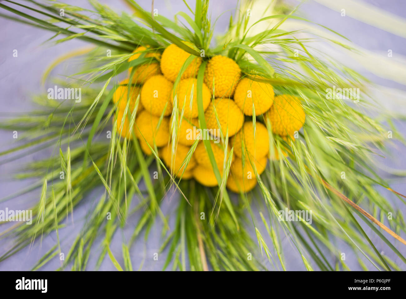 Beautiful yellow billy balls or craspedia flowers in bride bunch on ...