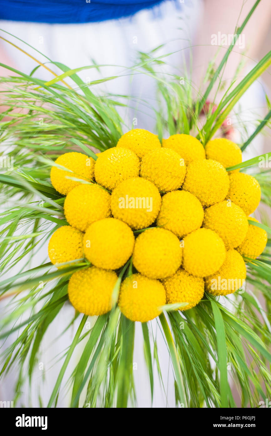 Craspedia billy balls yellow flower hi-res stock photography and images ...