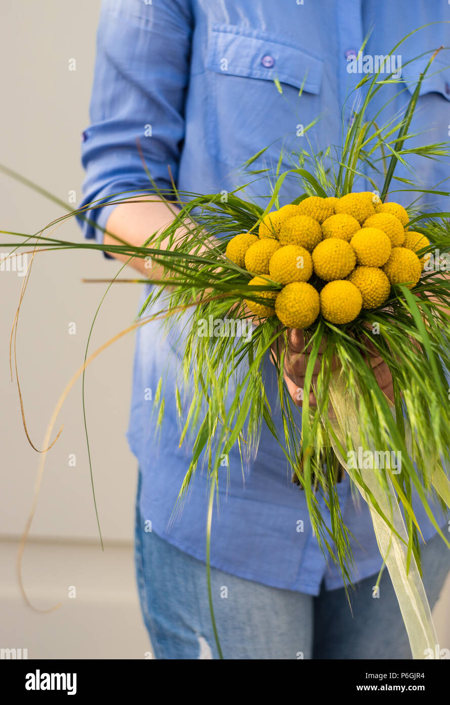 Craspedia billy balls yellow flower hi-res stock photography and images ...
