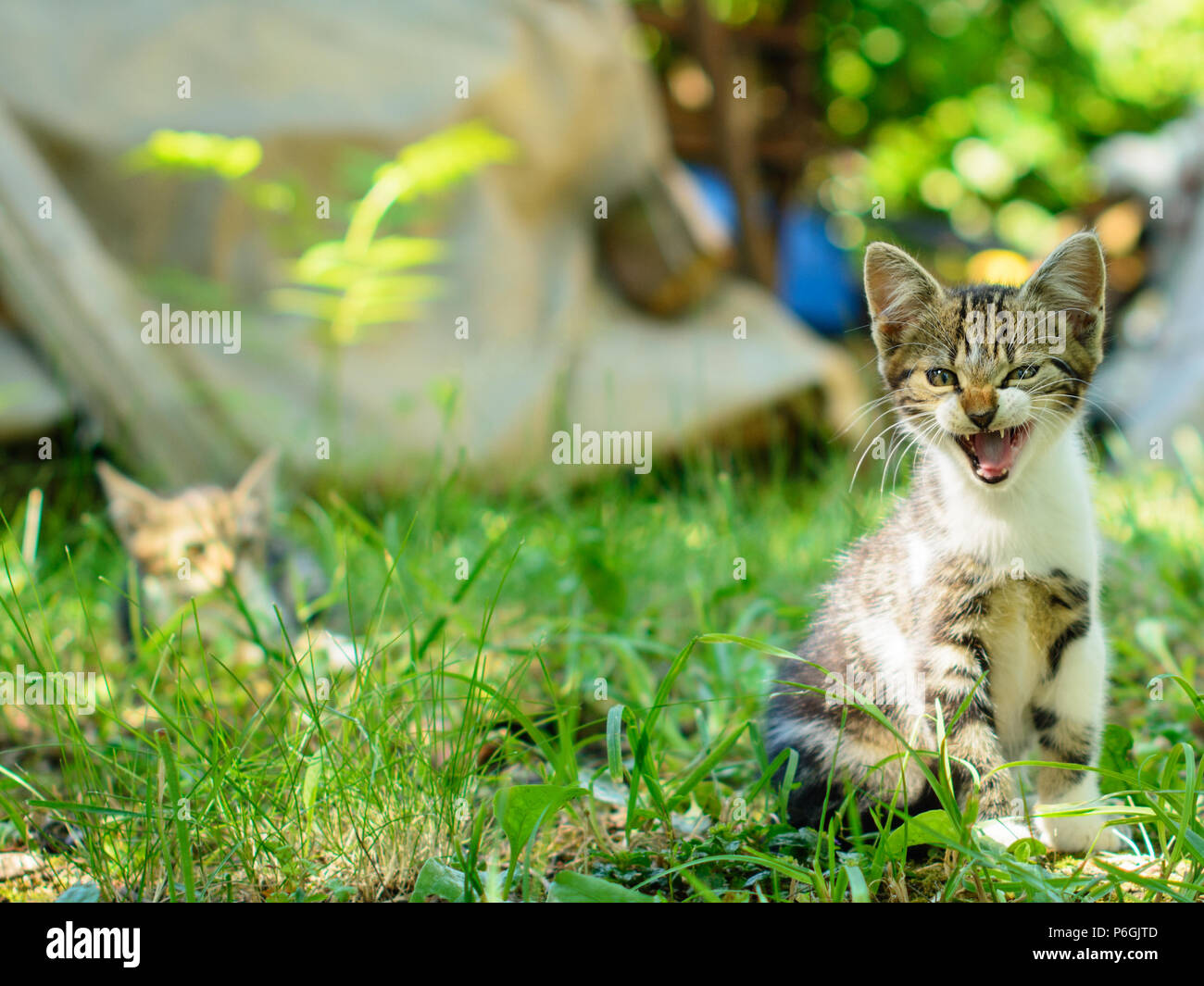 Wild kitty hi-res stock photography and images - Alamy