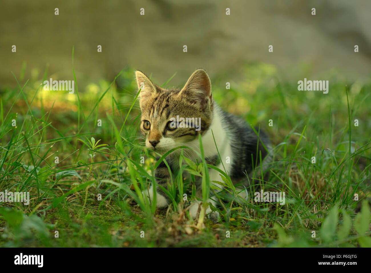 Sneaking out hi-res stock photography and images - Alamy