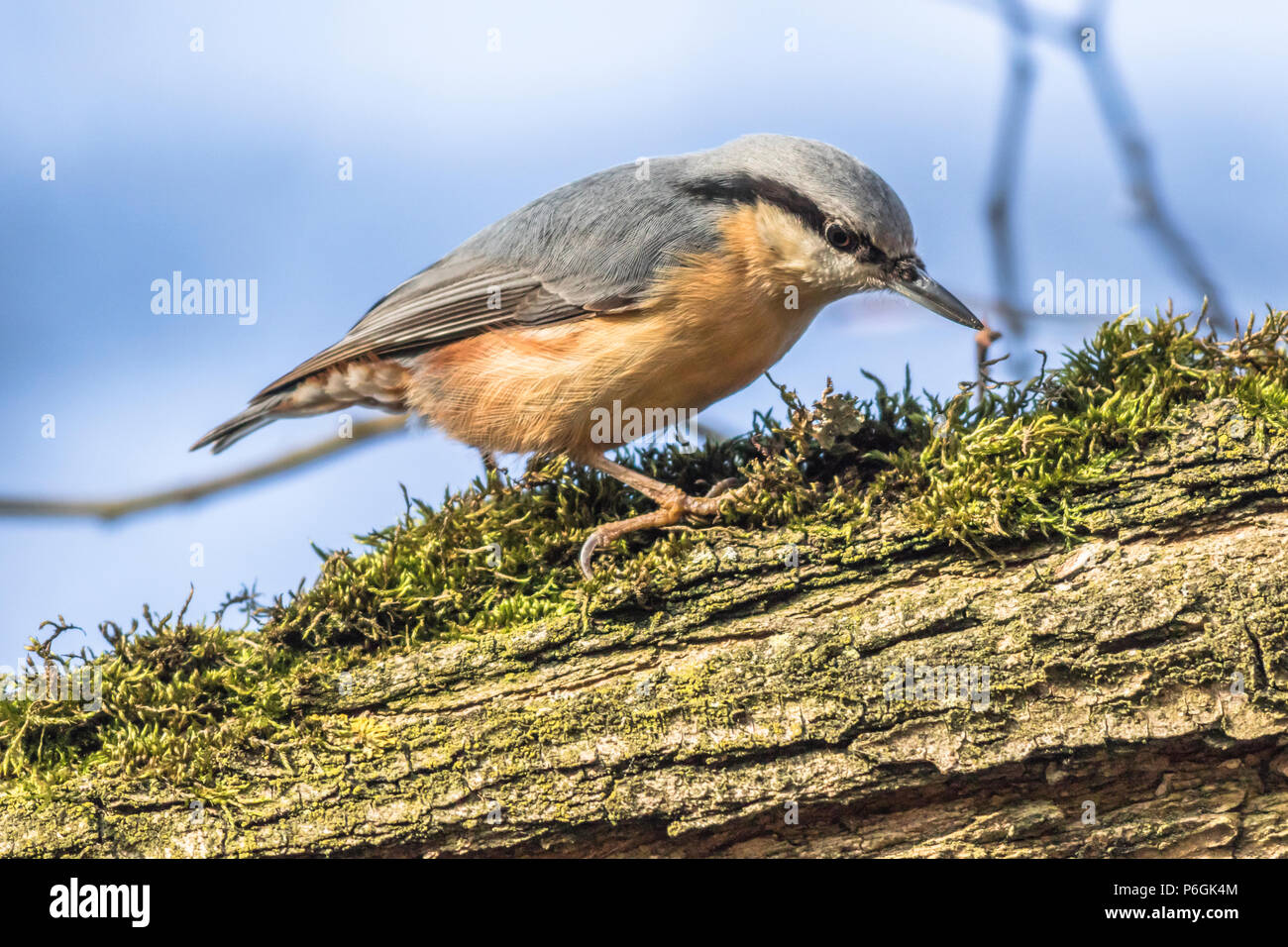 A nuthatch on the tree is searching for fodder Stock Photo - Alamy