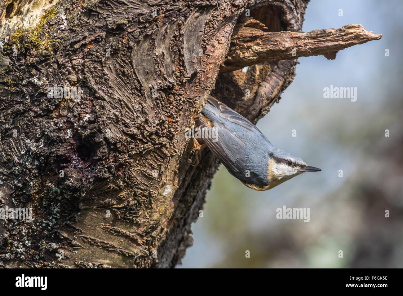 A nuthatch on the tree is searching for fodder Stock Photo - Alamy