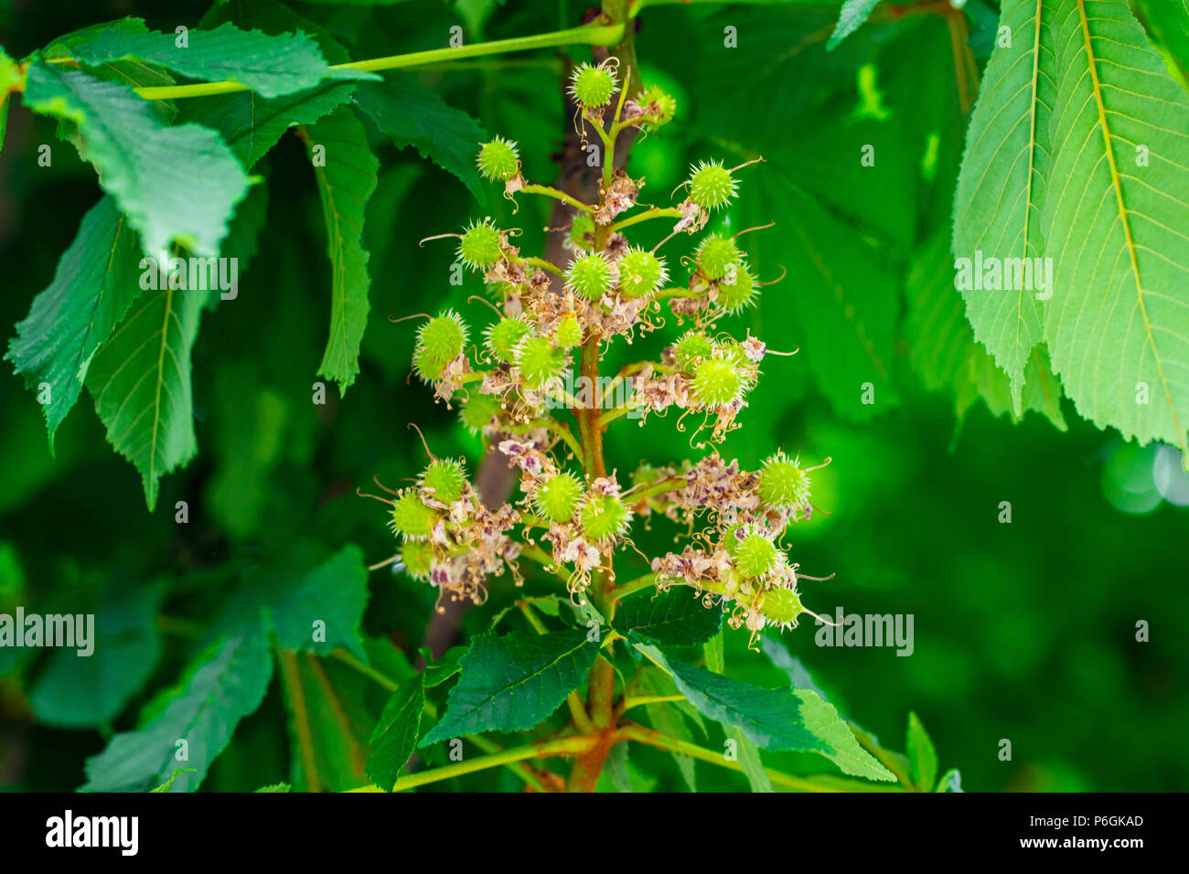 Chestnut tree with young chestnut fruits in a shell with spines. macro ...