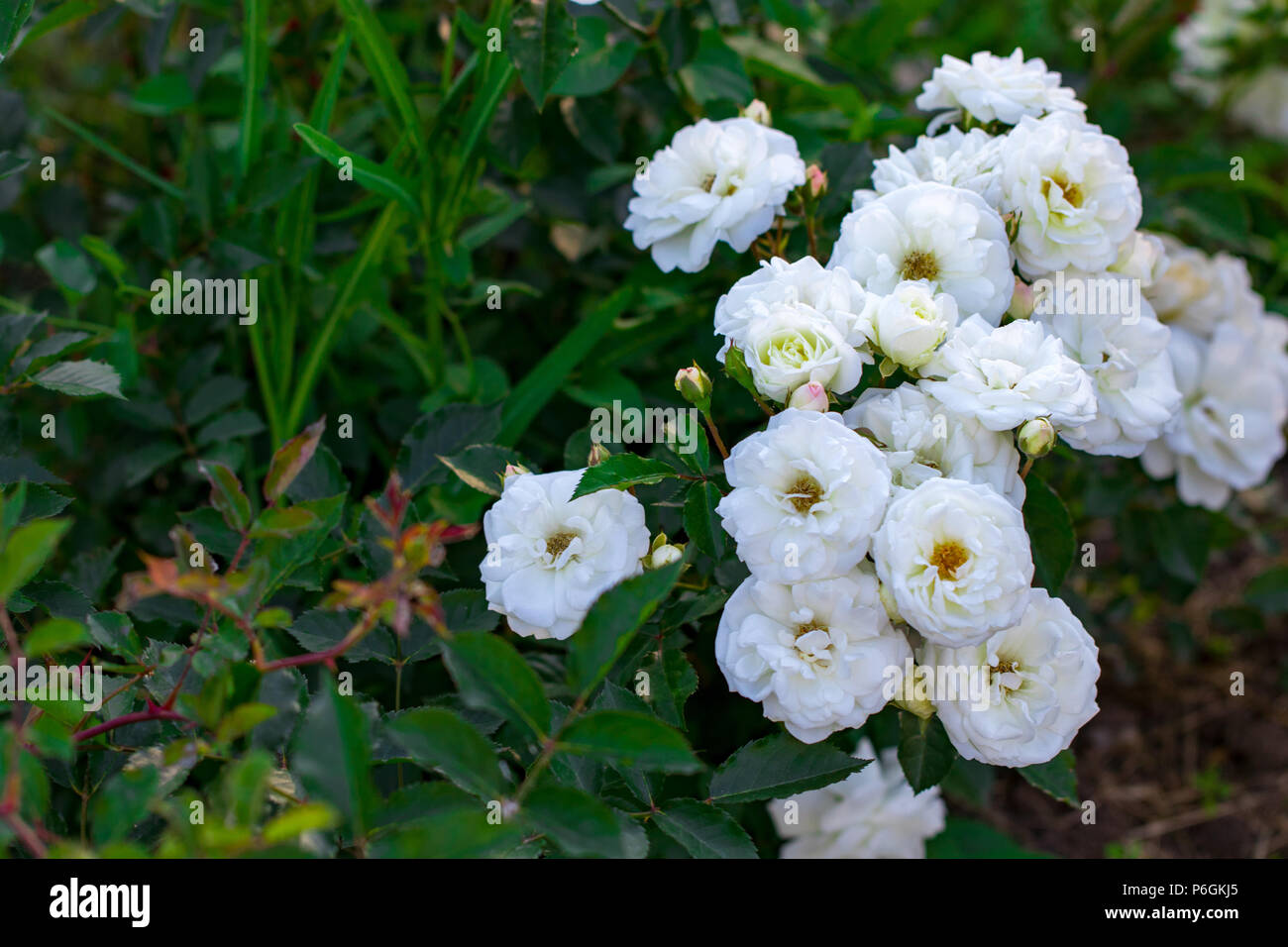 Beautiful bush of white roses in a spring garden Stock Photo - Alamy