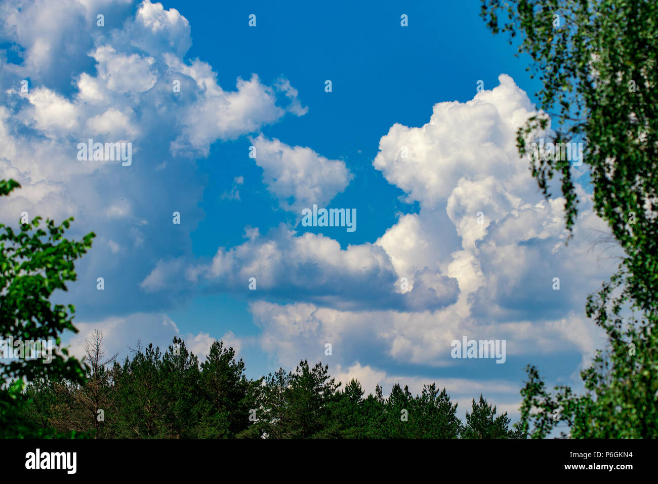 Treetops framing the sunny blue sky. Spring, forest Stock Photo - Alamy