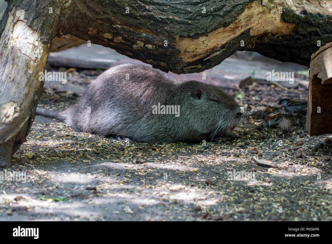 Rat kits hi-res stock photography and images - Alamy
