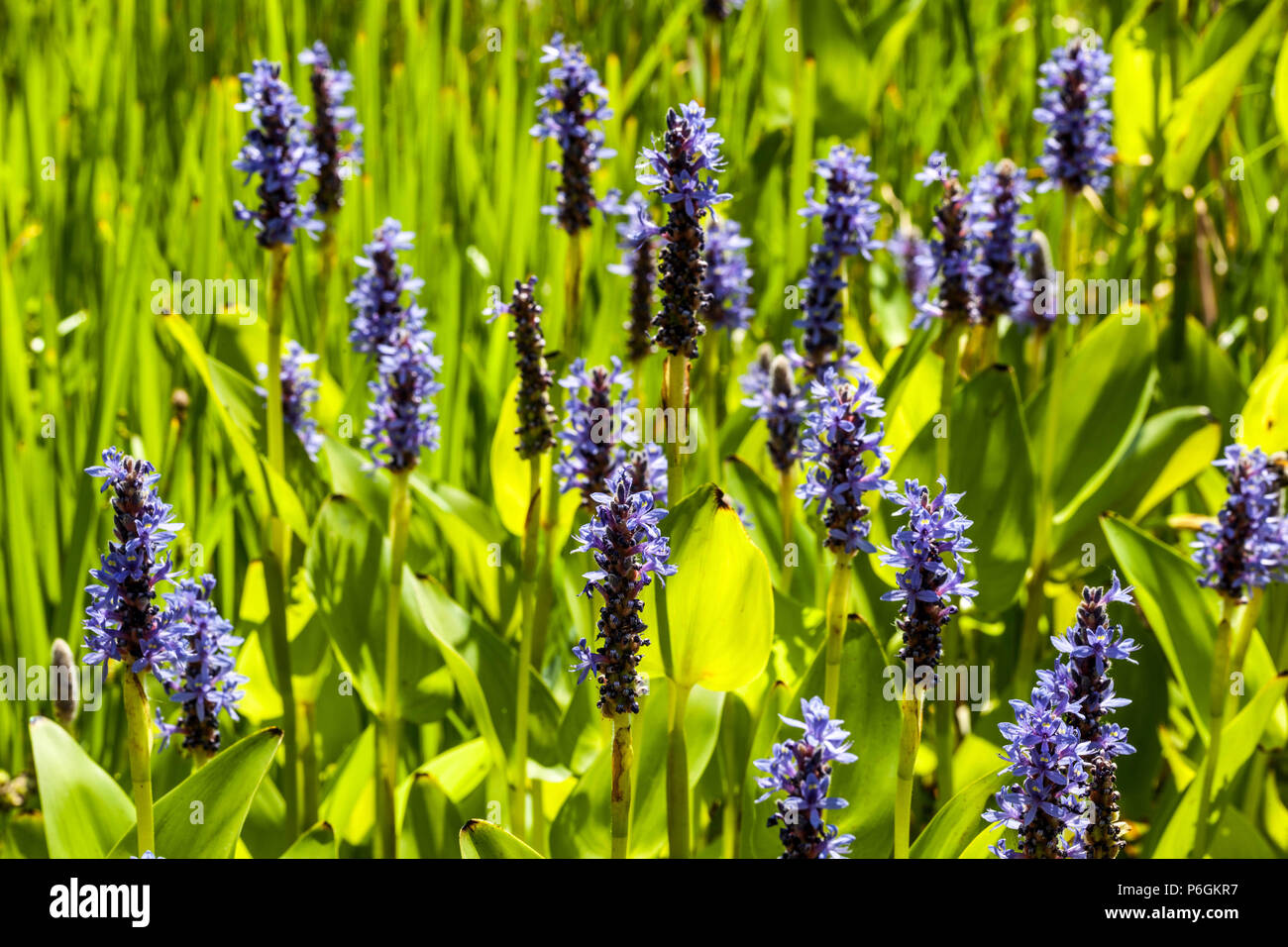 Pickerelweed hi-res stock photography and images - Alamy