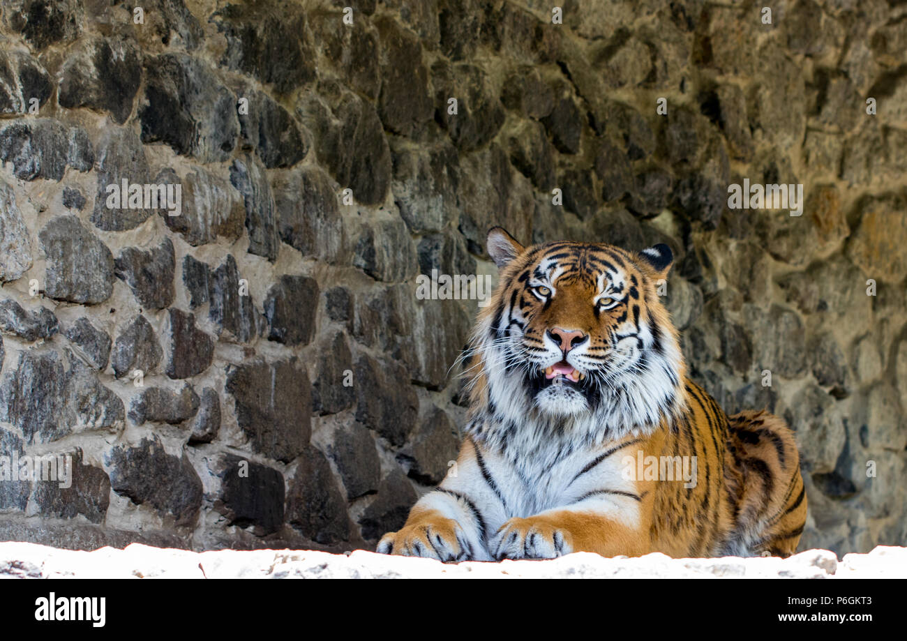 Zooanimals hi-res stock photography and images - Alamy