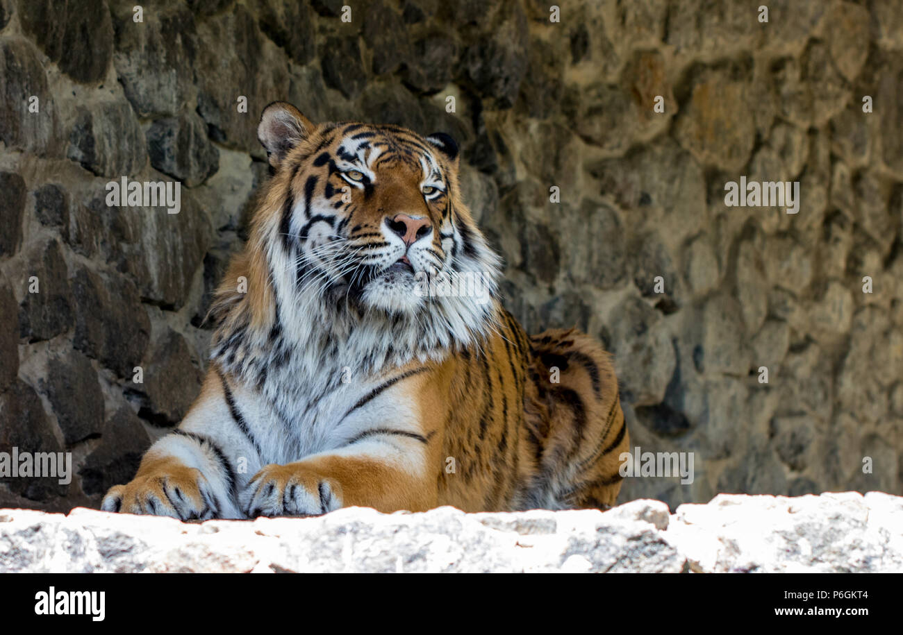 Tigerhead hi-res stock photography and images - Alamy