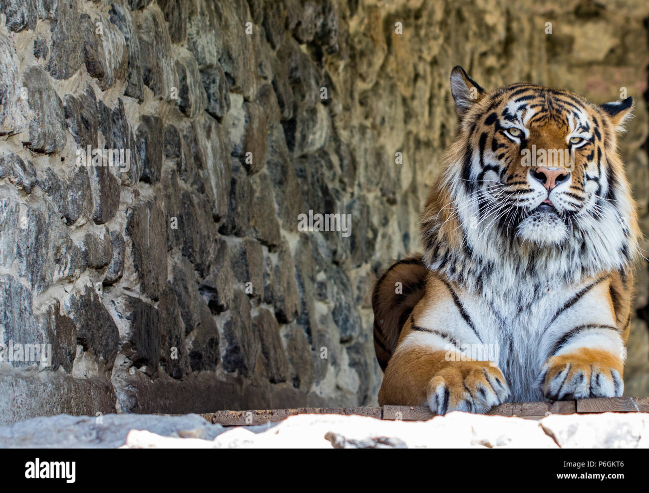 Zooanimals hi-res stock photography and images - Alamy