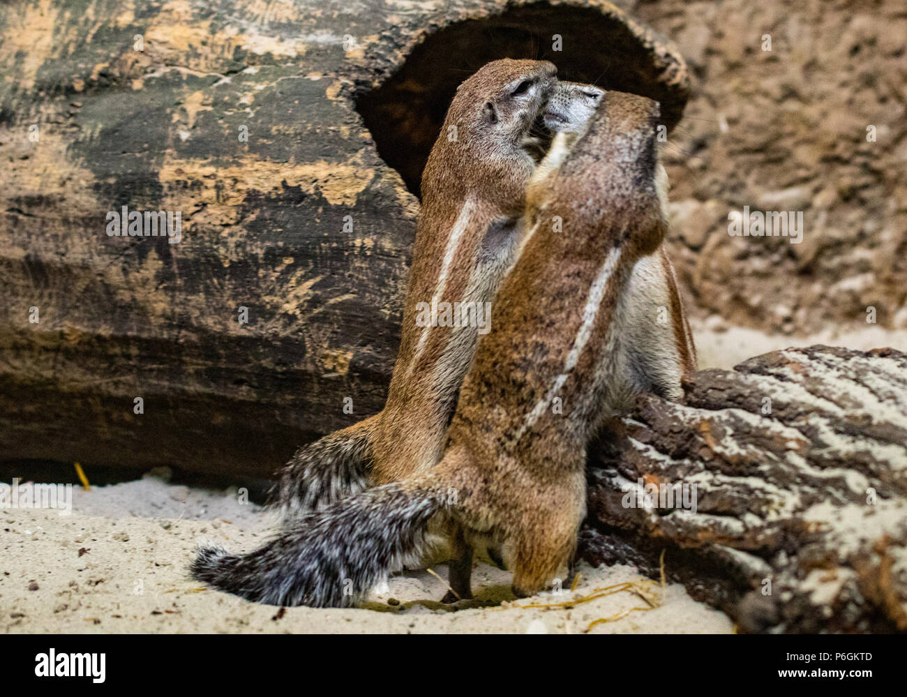 Female desert squirrel hi-res stock photography and images - Alamy