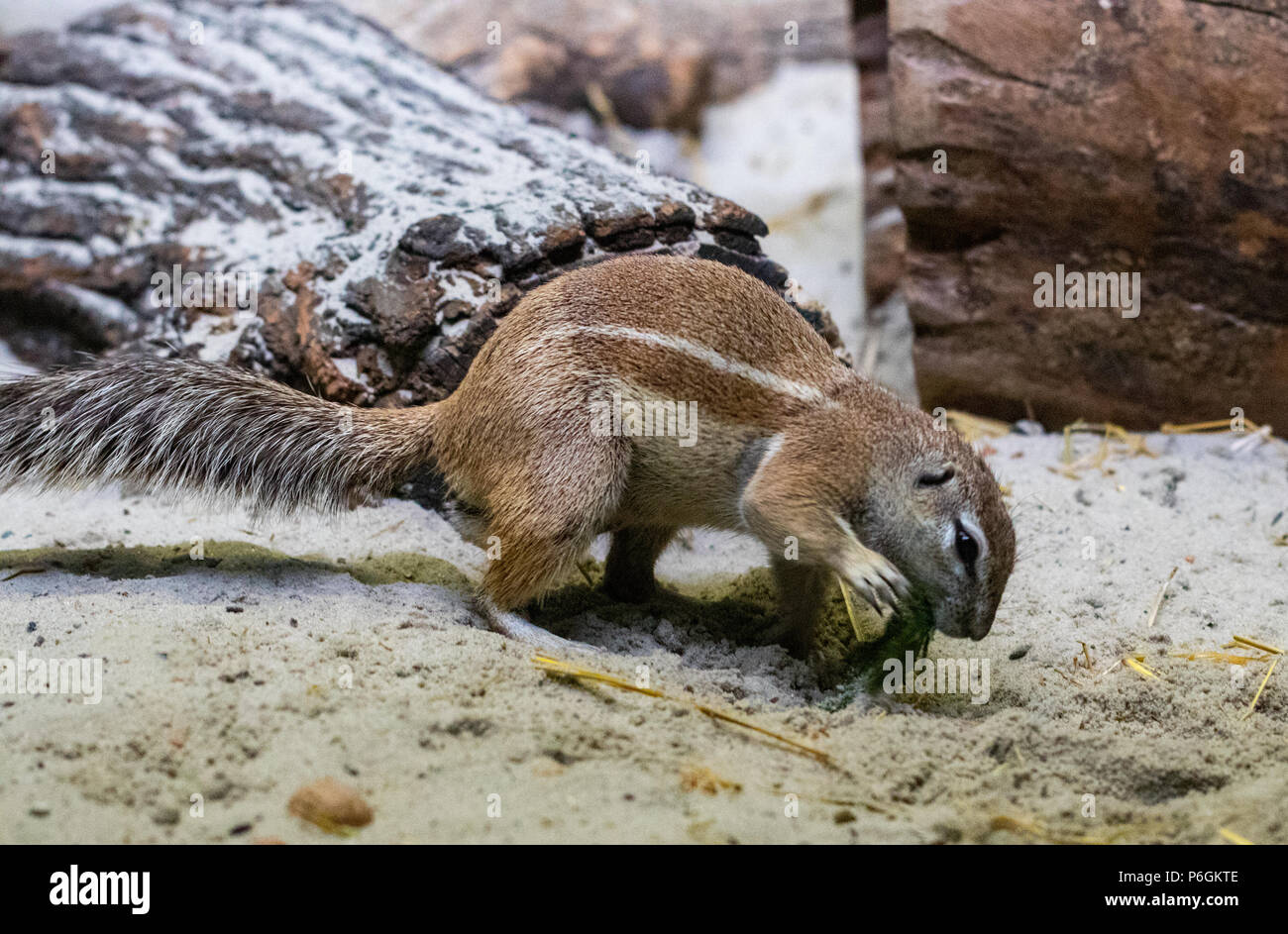 Female desert squirrel hi-res stock photography and images - Alamy