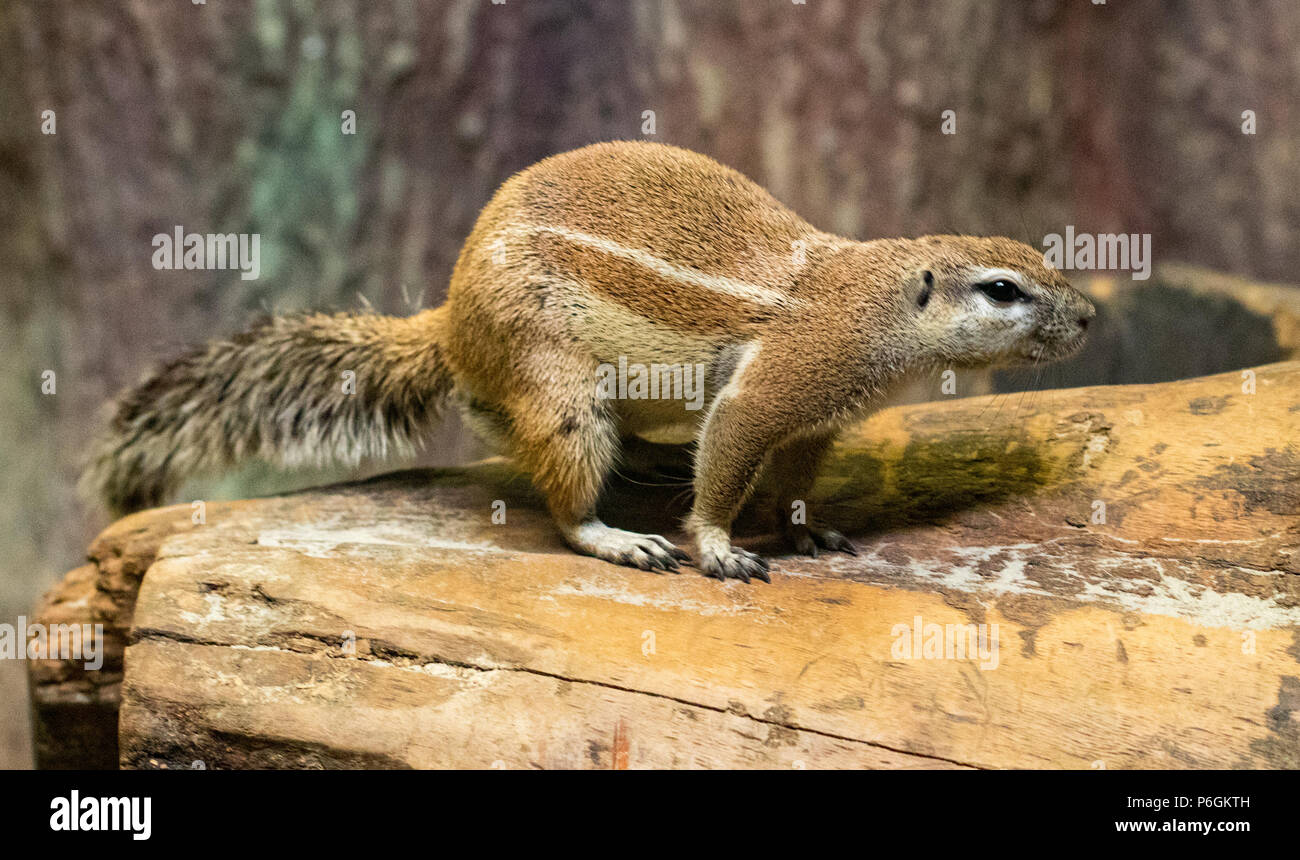 African earth squirrel in the Kyiv zoo in Ukraine Stock Photo - Alamy