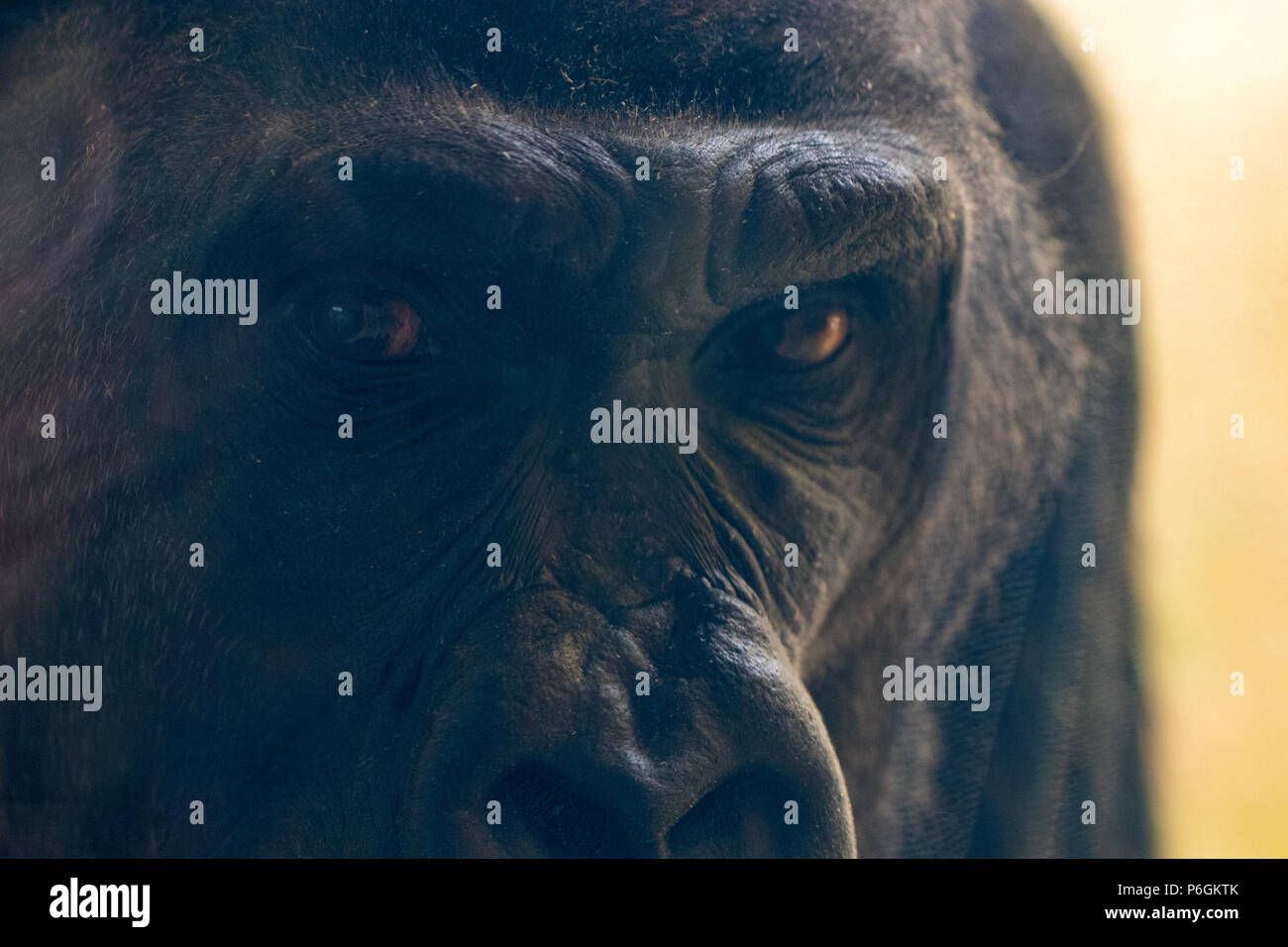 The gorilla's eyes look at you close up Stock Photo - Alamy
