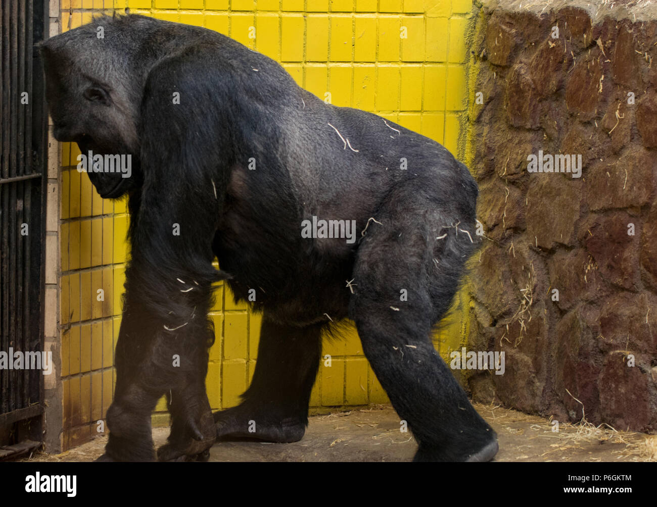Portrait of gorilla in the Kyiv zoo in Ukraine Stock Photo - Alamy