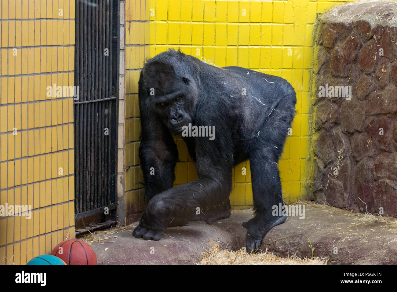 Portrait of gorilla in the Kyiv zoo in Ukraine Stock Photo - Alamy