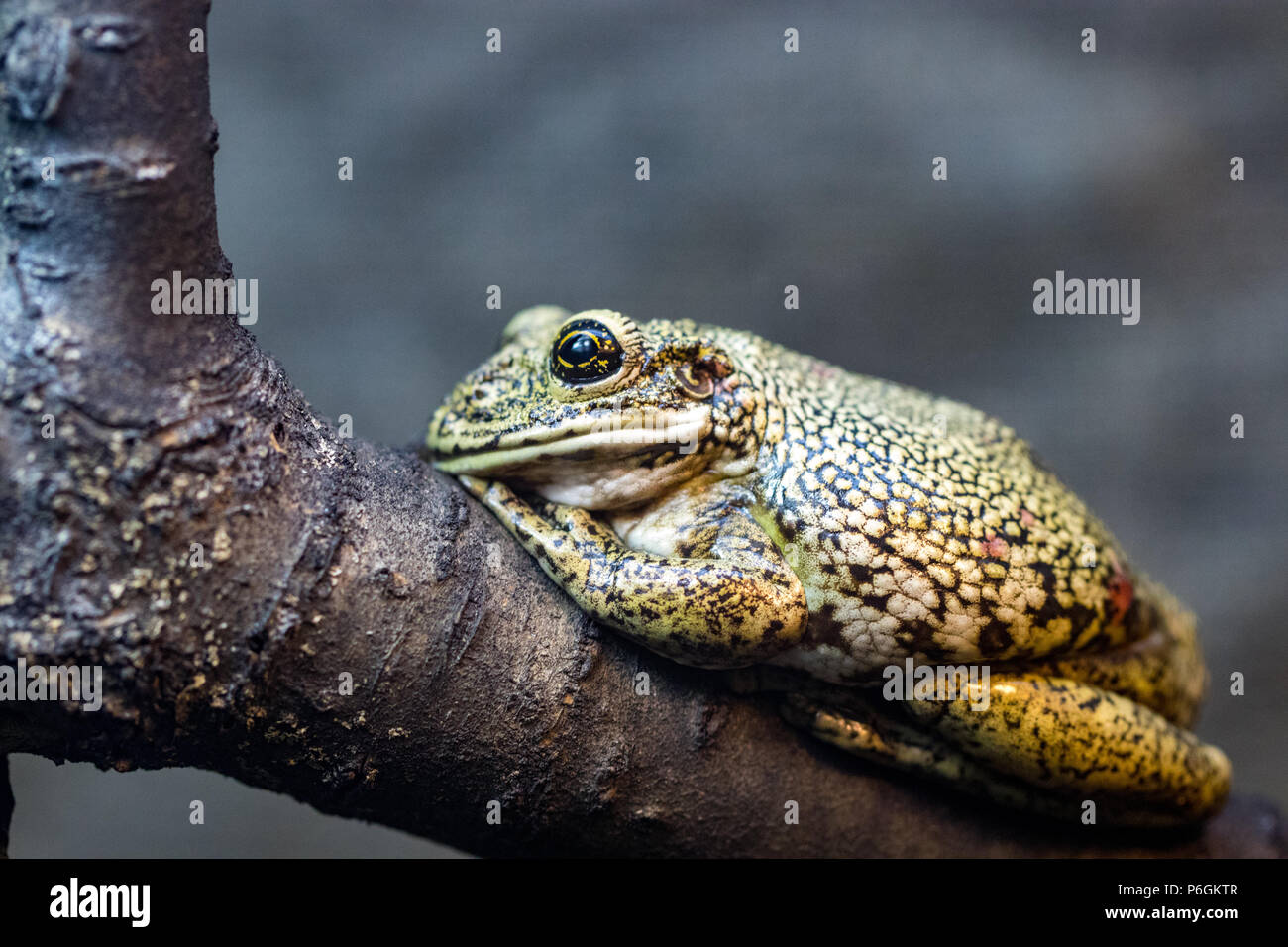 Tropicalfrog hi-res stock photography and images - Alamy