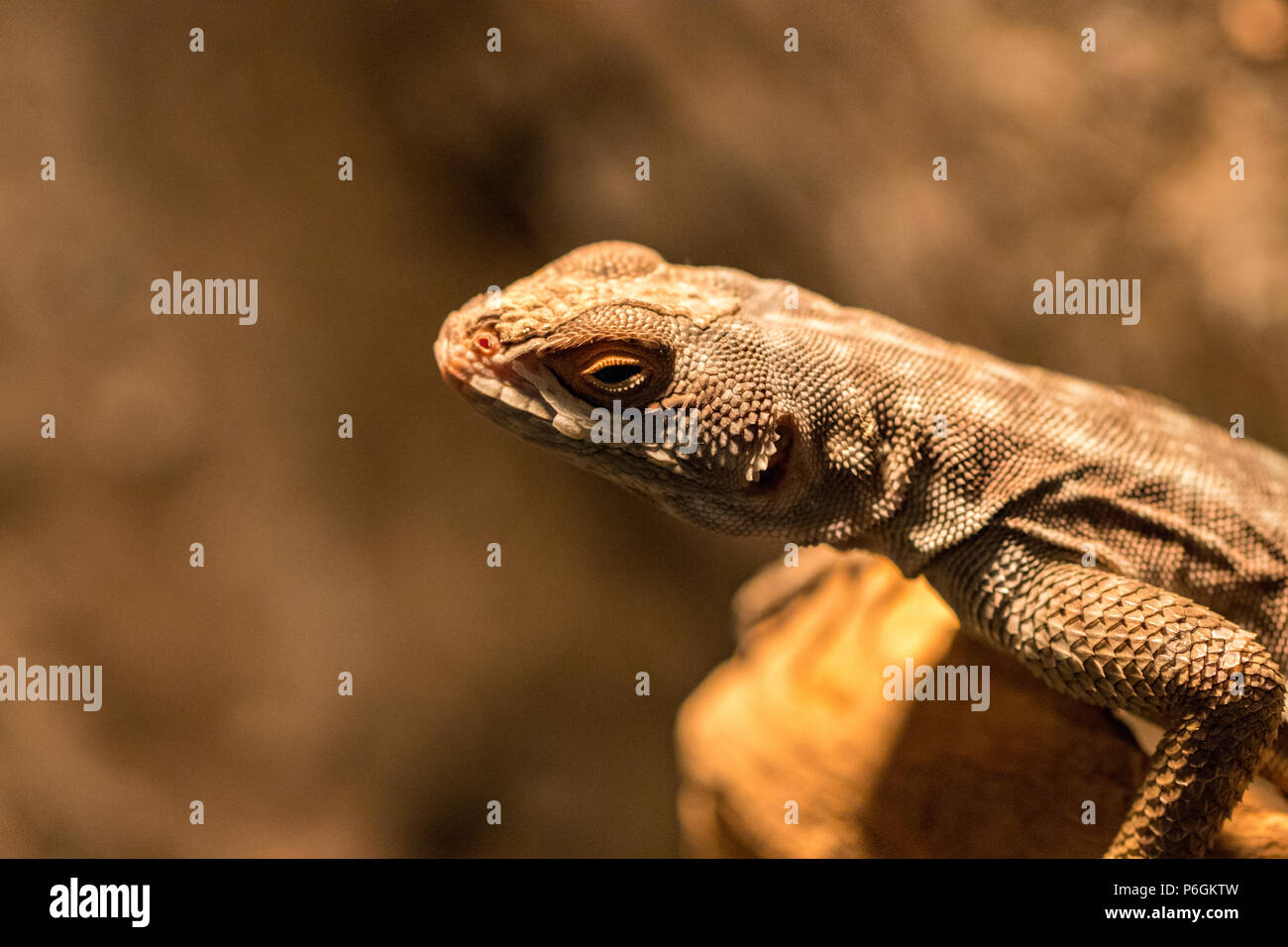 Brown-headed Lizard is a species of Chameleon native of India in Asia ...